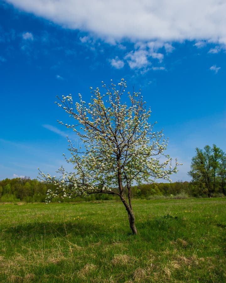 Flowering pear tree stock image. Image of communis, outdoors - 71467657
