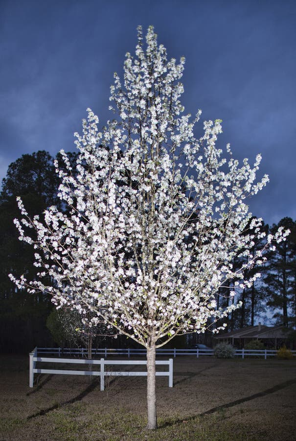 Flowering pear tree stock image. Image of clouds, white - 95294553