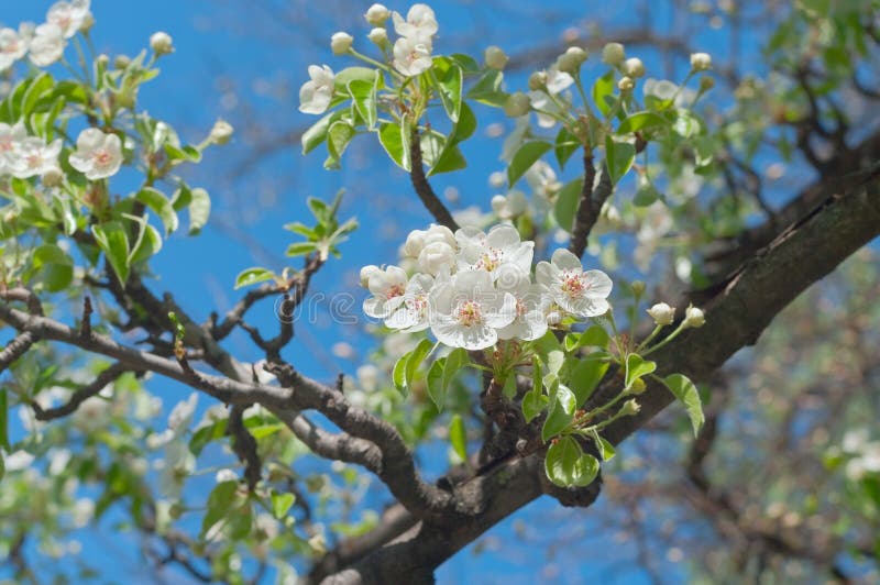 Flowering Pear Tree in Garden Stock Image - Image of beautiful, flora ...