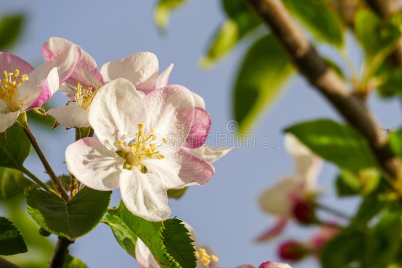 Flowering Pear Tree in Nature,flower of Pear Tree Close-up,fruit Trees ...