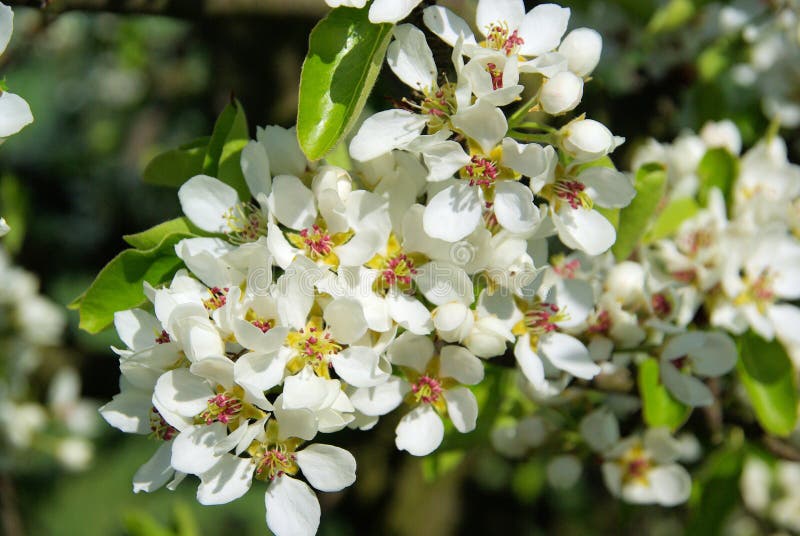 Flowering of pear tree stock photo. Image of twig, apple - 49225834