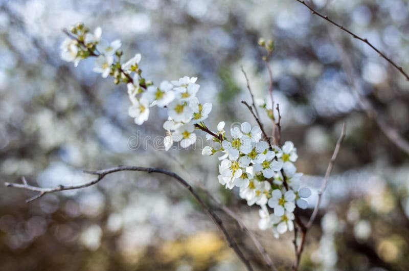 Flowering Pear Tree in Spring Stock Image - Image of blue, blooms ...