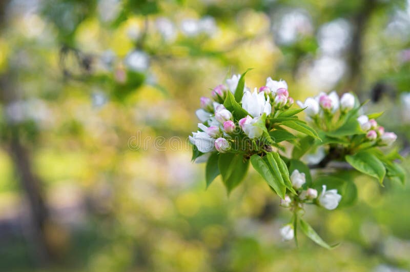 Flowering Pear Tree in Spring Garden. White-pink Pear Flowers Stock ...