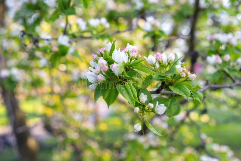 Flowering Pear Tree in Spring Garden. White-pink Pear Flowers Stock ...