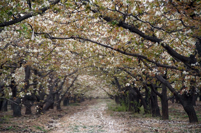 Flowering Pear Tree in Spring Stock Photo - Image of relax, branch ...
