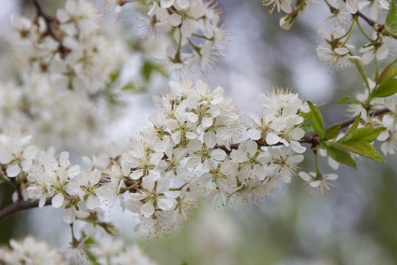 Flowering Pear Tree. White Flowers Stock Image - Image of floral ...