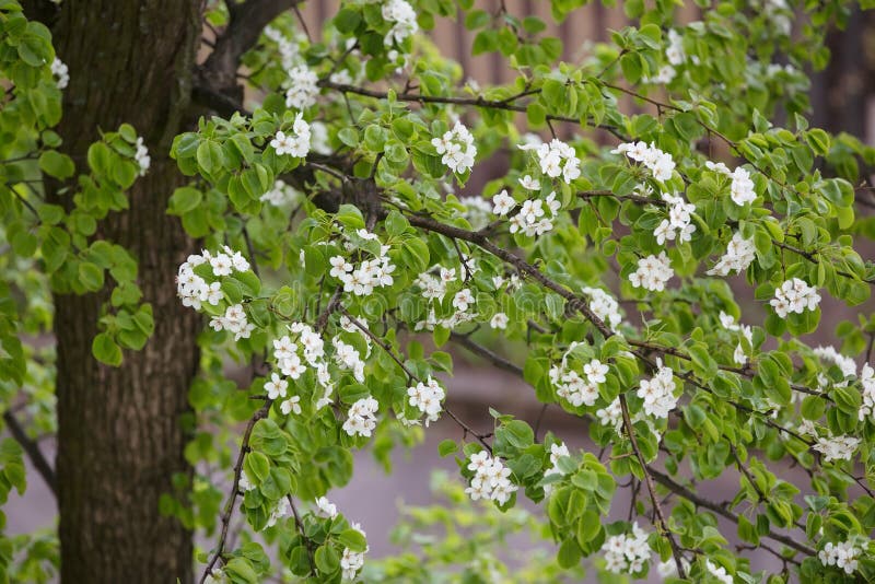 Flowering Pear Tree in Spring Stock Image - Image of blooming, outdoors ...