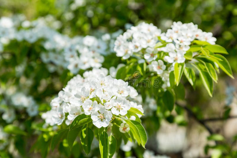 Flowering pear tree stock photo. Image of beauty, fruity - 251271162
