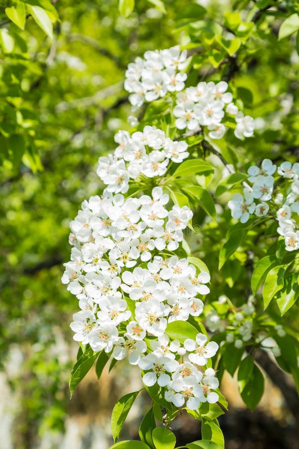 Flowering pear tree stock photo. Image of beauty, fruity - 251271162