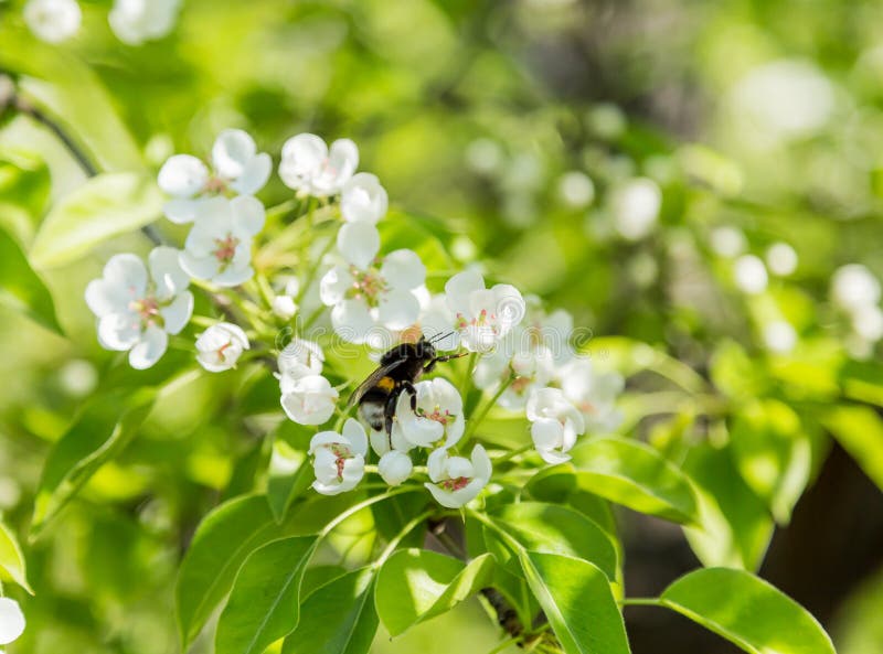 Flowering Pear Tree. White Flowers and Green Leaves on the Branches ...