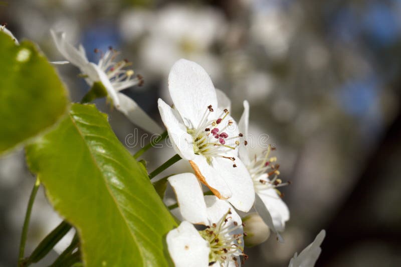 Flowering Pears flowers stock photo. Image of grow, bradford - 14002342