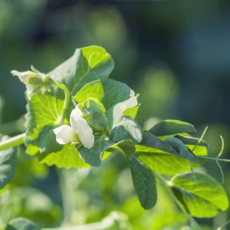 Flowering Peas in the Garden. Natural Light Stock Photo - Image of ...