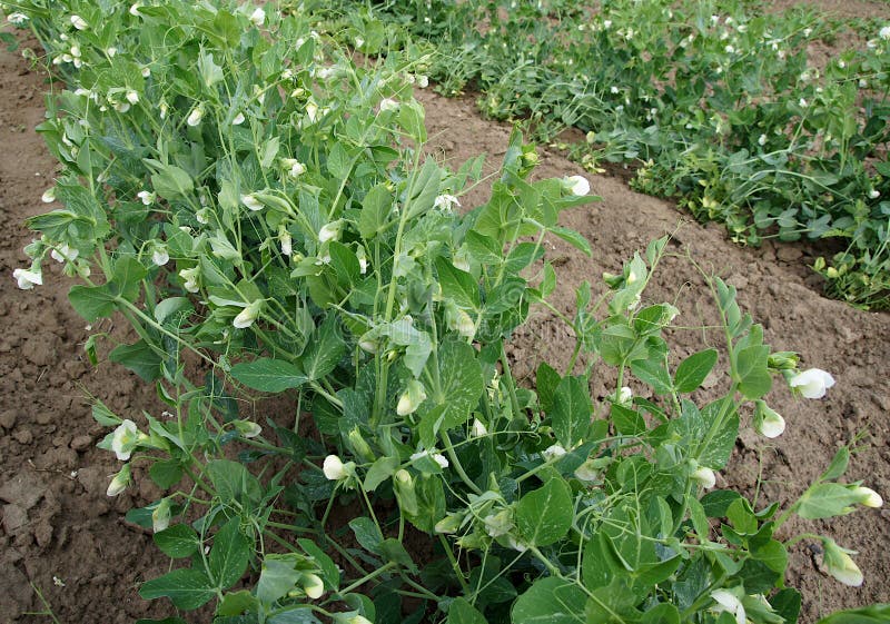 Flowering Peas Pisum Sativum Stock Photo - Image of blossom, growing ...
