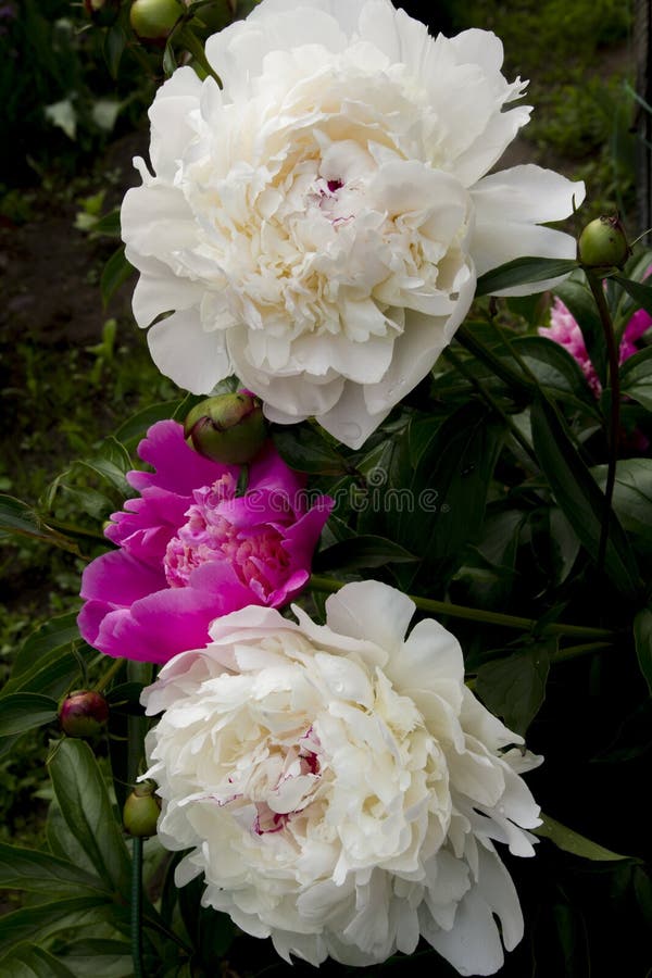 Flowering Peonies in the Summer Garden in June Stock Photo - Image of ...