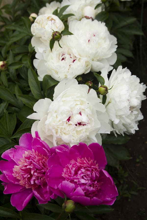 Flowering Peonies in the Summer Garden in June Stock Photo - Image of ...