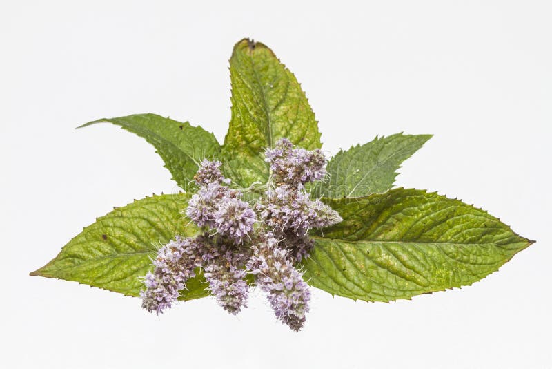 Flowering Peppermint Branch Stock Image - Image of flowers, plant: 33566773