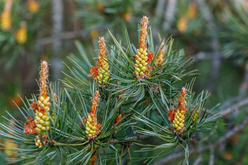 Flowering Pine. How the Pine Blossoms. Flowering Coniferous Trees Stock ...