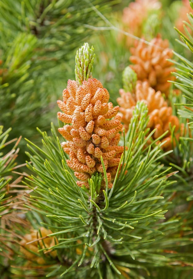 Flowering pine tree stock image. Image of natural, close - 41277155