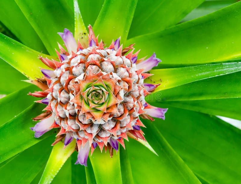 Flowering Pineapple Plant stock image. Image of immature - 217560585