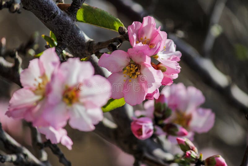 Flowering Pink Almond Trees Stock Photo - Image of color, inmerk: 96289764