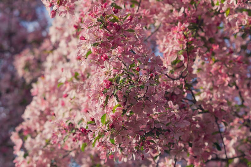 Flowering Pink Apple Trees in the Garden Stock Image - Image of bloom ...
