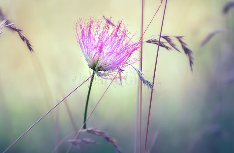 Pink Fluffy Flowers Albition Stock Image - Image of plant, pink: 154151207