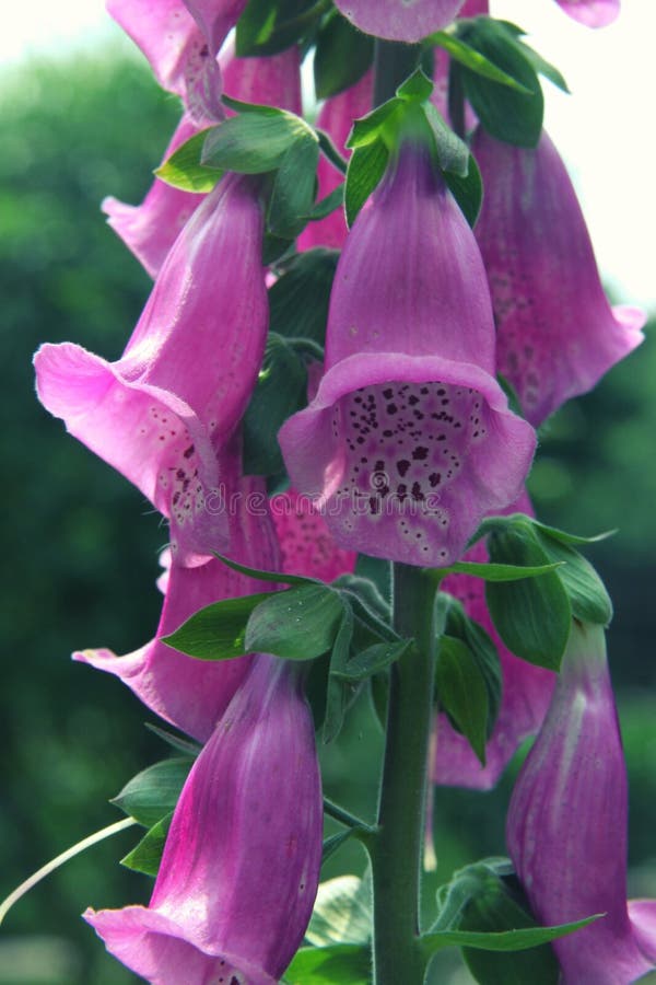 Flowering Pink Foxglove Close Up in Summer Stock Photo - Image of ...