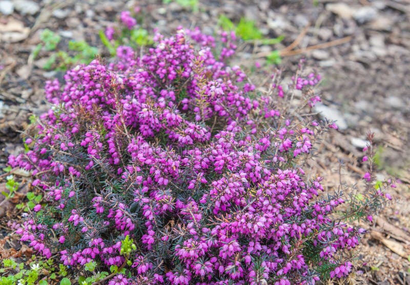 Flowering pink heather stock image. Image of floristry - 84099139