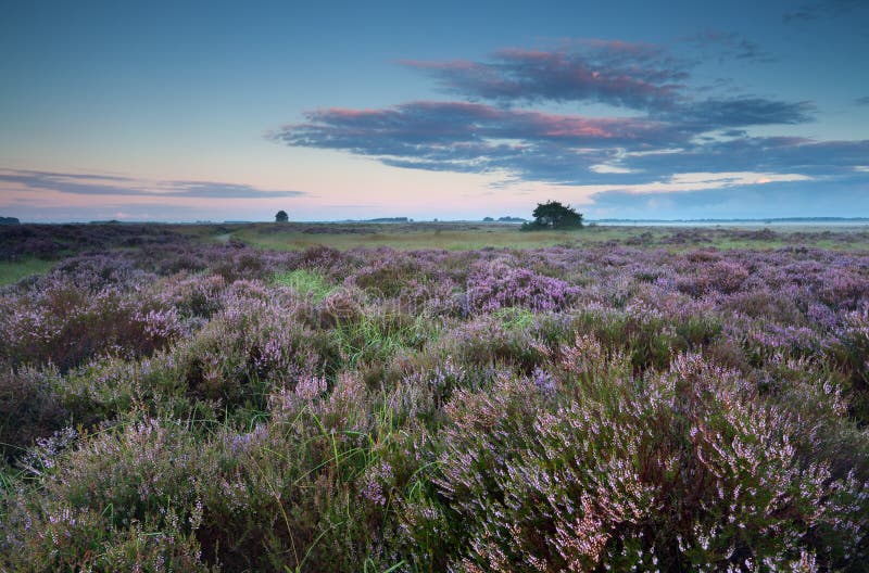 Flowering Pink Heather at Sunrise Stock Photo - Image of early, meadow ...