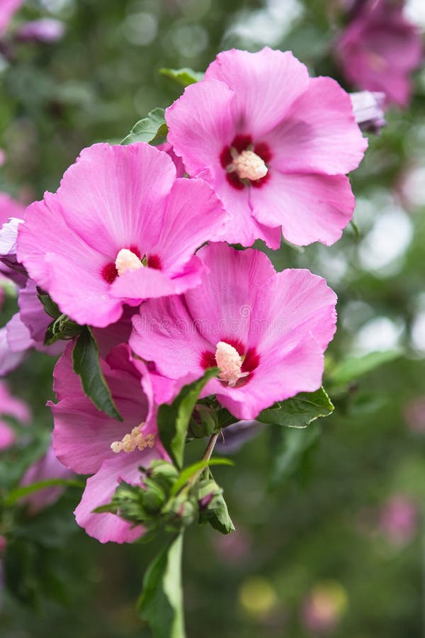 Flowering Pink Hibiscus Tree. Bright Pink Flower of Hibiscus Stock ...