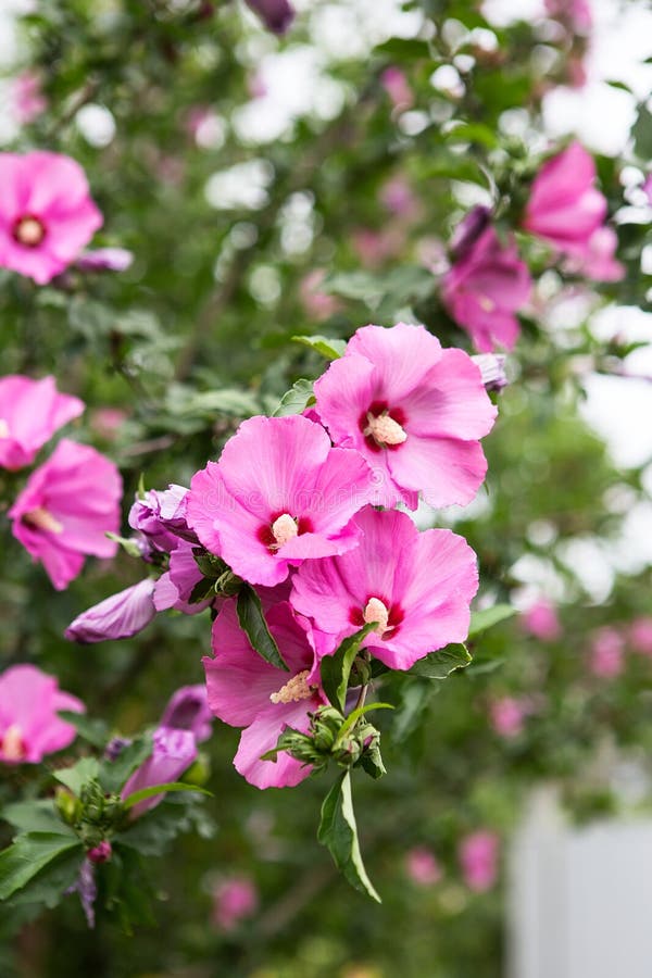 Flowering Pink Hibiscus Tree. Bright Pink Flower of Hibiscus Stock ...