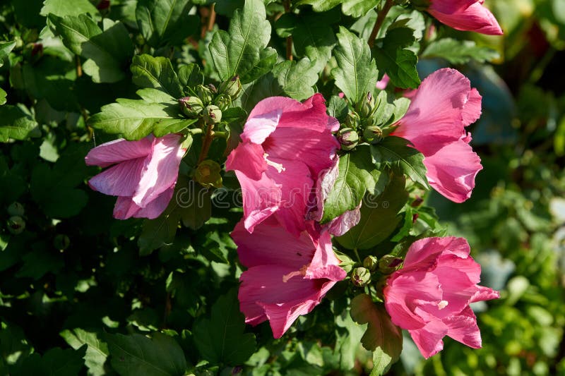 Flowering Pink Hibiscus Tree. Bright Pink Flower of Hibiscus Hibiscus ...