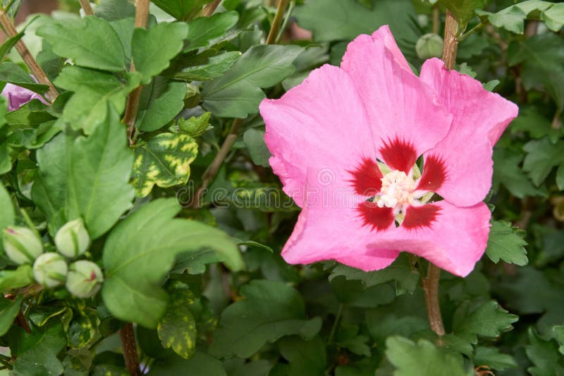 Flowering Pink Hibiscus Tree. Bright Pink Flower of Hibiscus Hibiscus ...