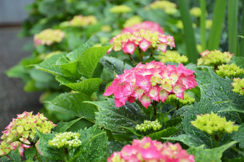 Flowering Pink Hydrangea or Hortensia Bush on Rainy Day Stock Image ...