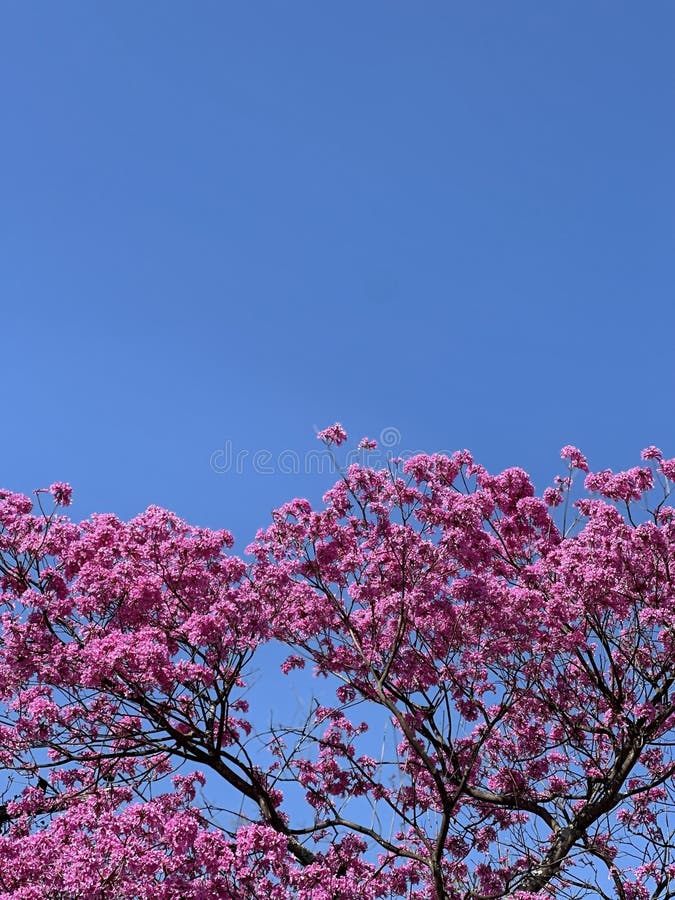 Flowering Pink Ipe Tree in Contrast with Blue Sky Stock Image - Image ...