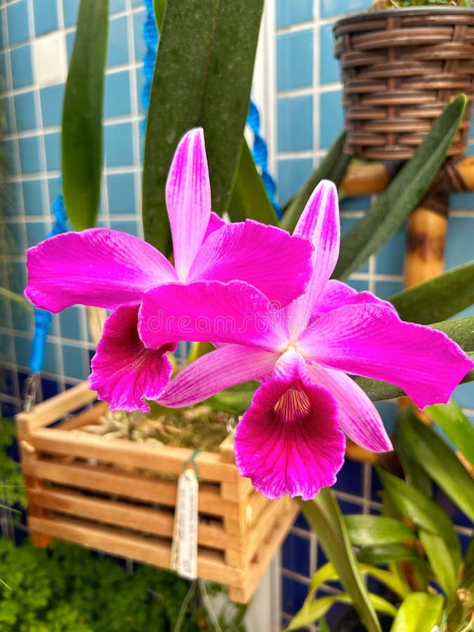 Flowering Pink Orchid Planted in a Cachepot. Stock Photo - Image of ...