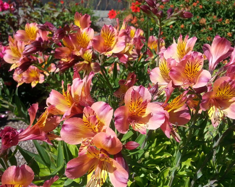 Peruvian Lilies stock image. Image of life, garden, blooming - 98826443