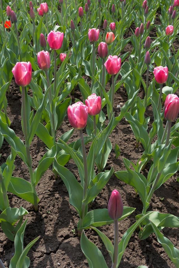 Flowering Pink Tulips in the Garden in Spring Stock Image - Image of ...