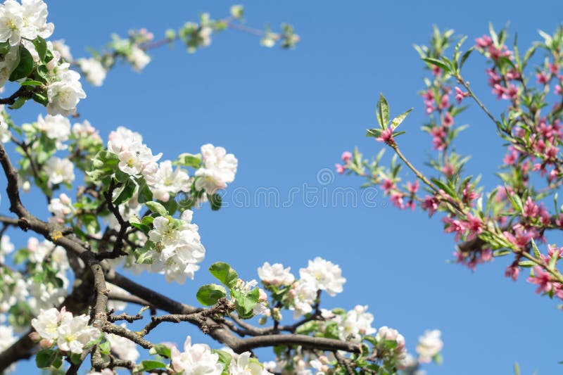 Flowering Pink and White Peach and Apple Tree Branches Stock Image ...