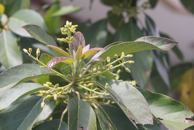 Flowering Plant Avocados Tree, a Flowering Tree. Stock Image - Image of ...