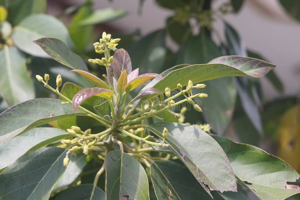 Flowering Plant Avocados Tree, a Flowering Tree. Stock Image - Image of ...