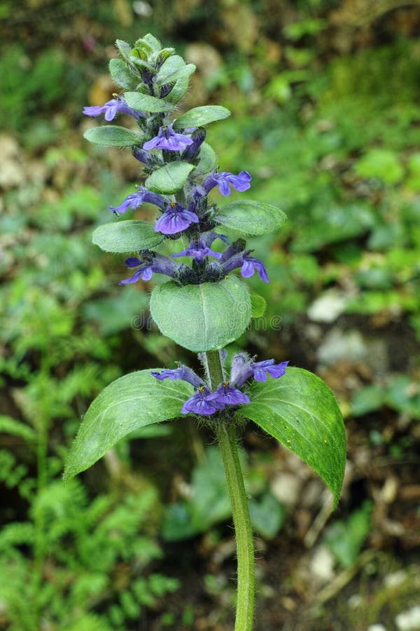 Blue bugle stock image. Image of botany, common, europe - 103315017