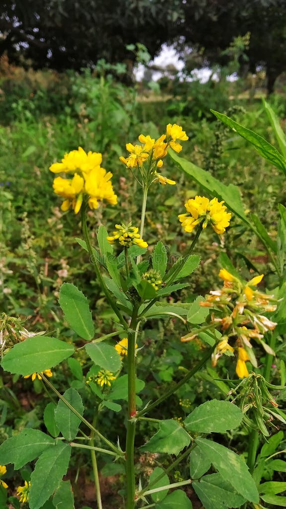 Flowering plant of medick stock image. Image of alfalfa - 175816791
