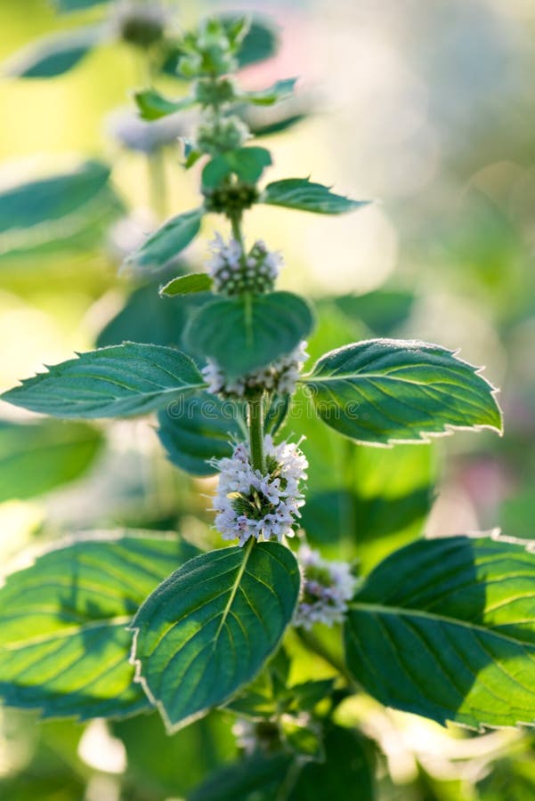 A Flowering Plant Peppermint in the Garden. Stock Image - Image of ...