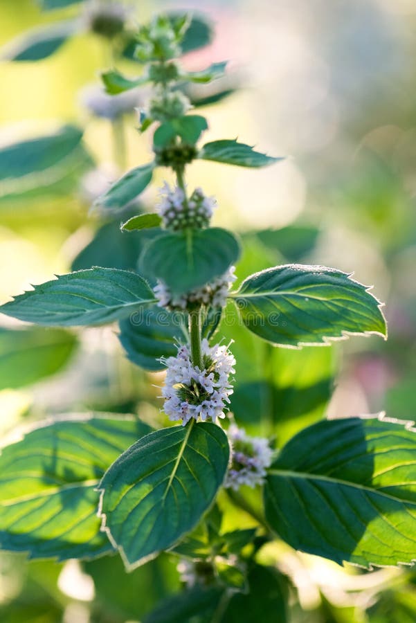 Flowering Plant Peppermint in the Green Garden. Stock Image - Image of ...