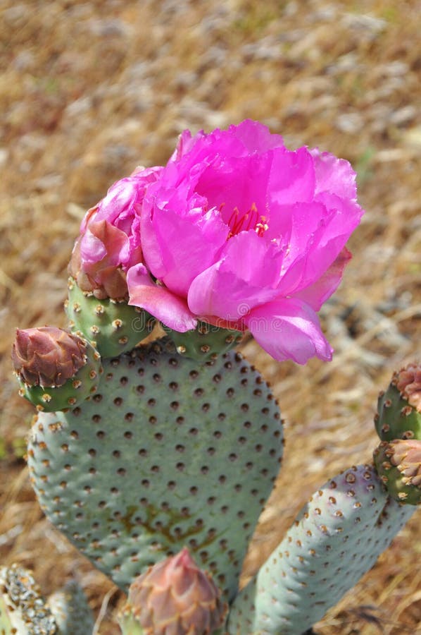 Flowering Plant, Plant, Pink, Cactus Stock Image - Image of pink, plant ...