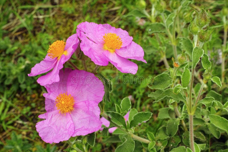 Plant of pink rock rose stock image. Image of rose, mediterranean ...