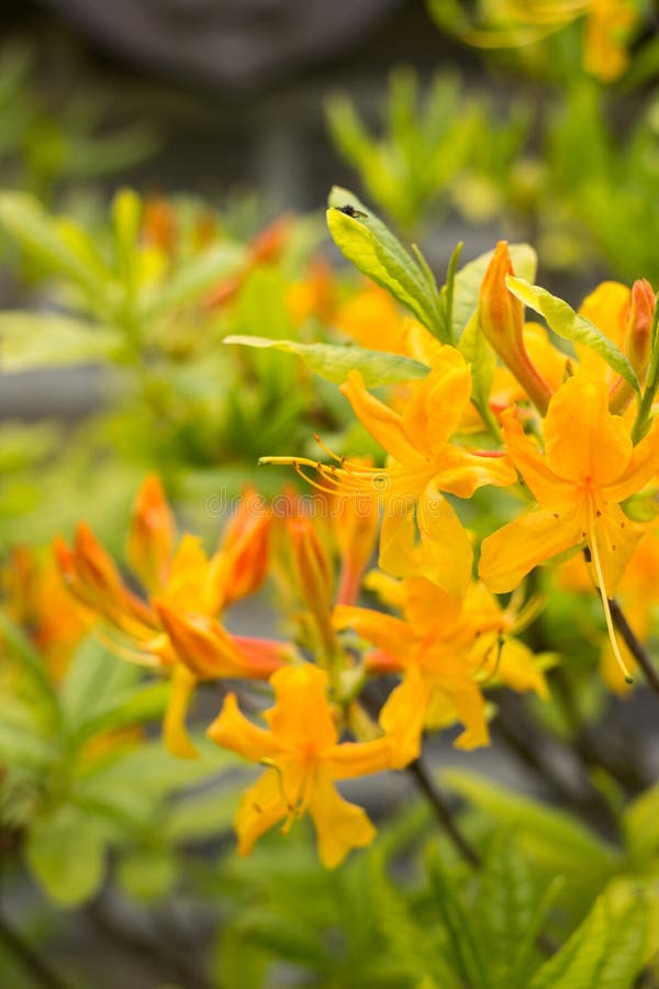Flowering Plant - Rhododendron Yellow, Background. Stock Image - Image ...