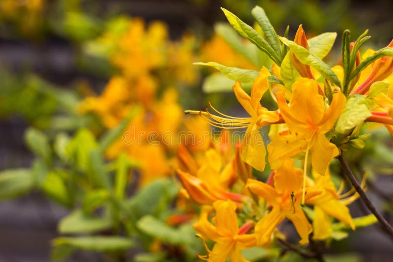 Flowering Plant - Rhododendron Yellow, Background. Stock Photo - Image ...