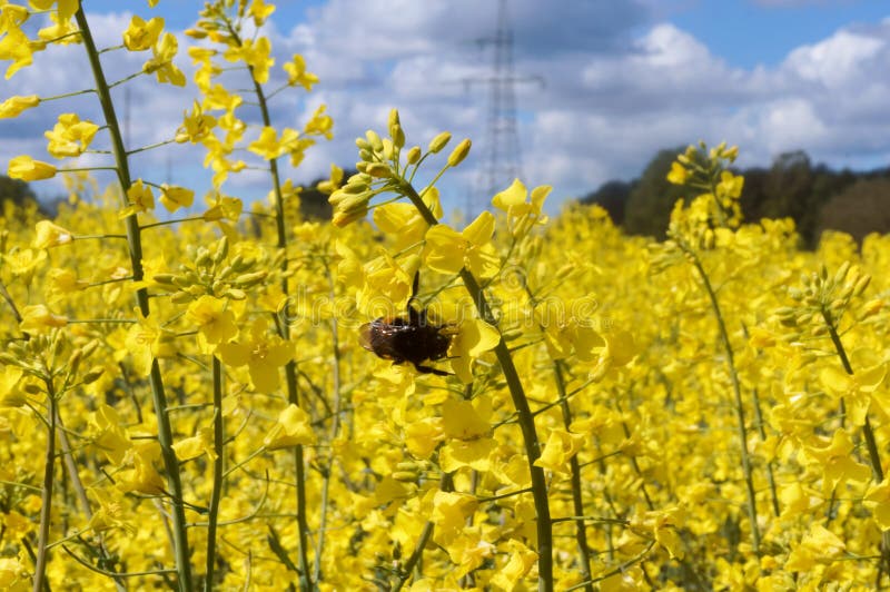 A Flowering Plant, Sowing Crops of Rapeseed Stock Photo - Image of crop ...